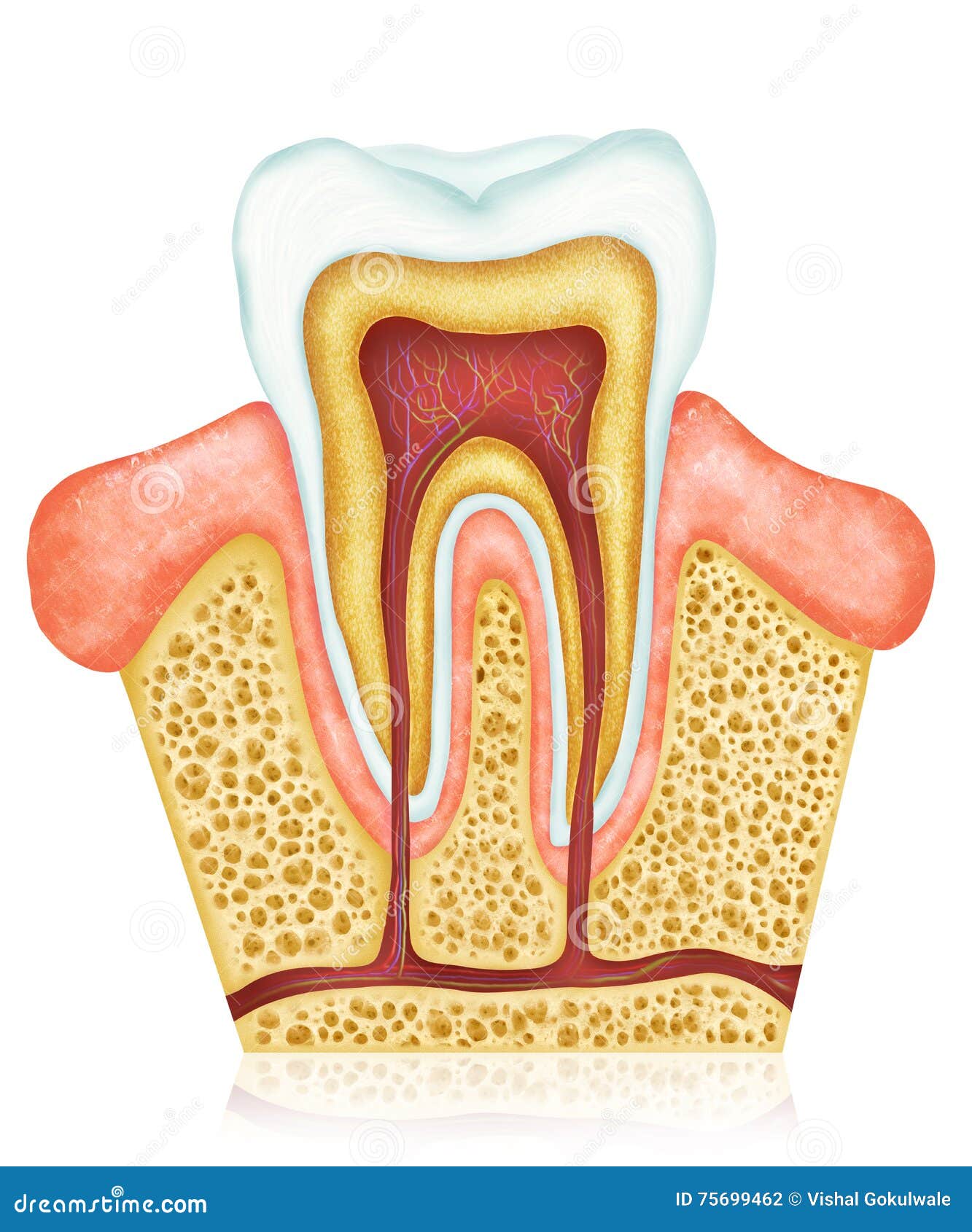 Dental anatomy stock illustration. Illustration of bone - 75699462