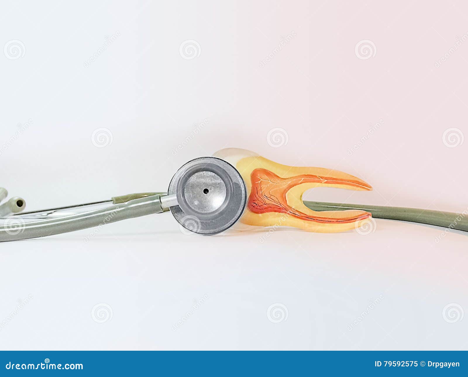 Dental Care -Stethoscope and Model Tooth on White Table. Stock Image ...