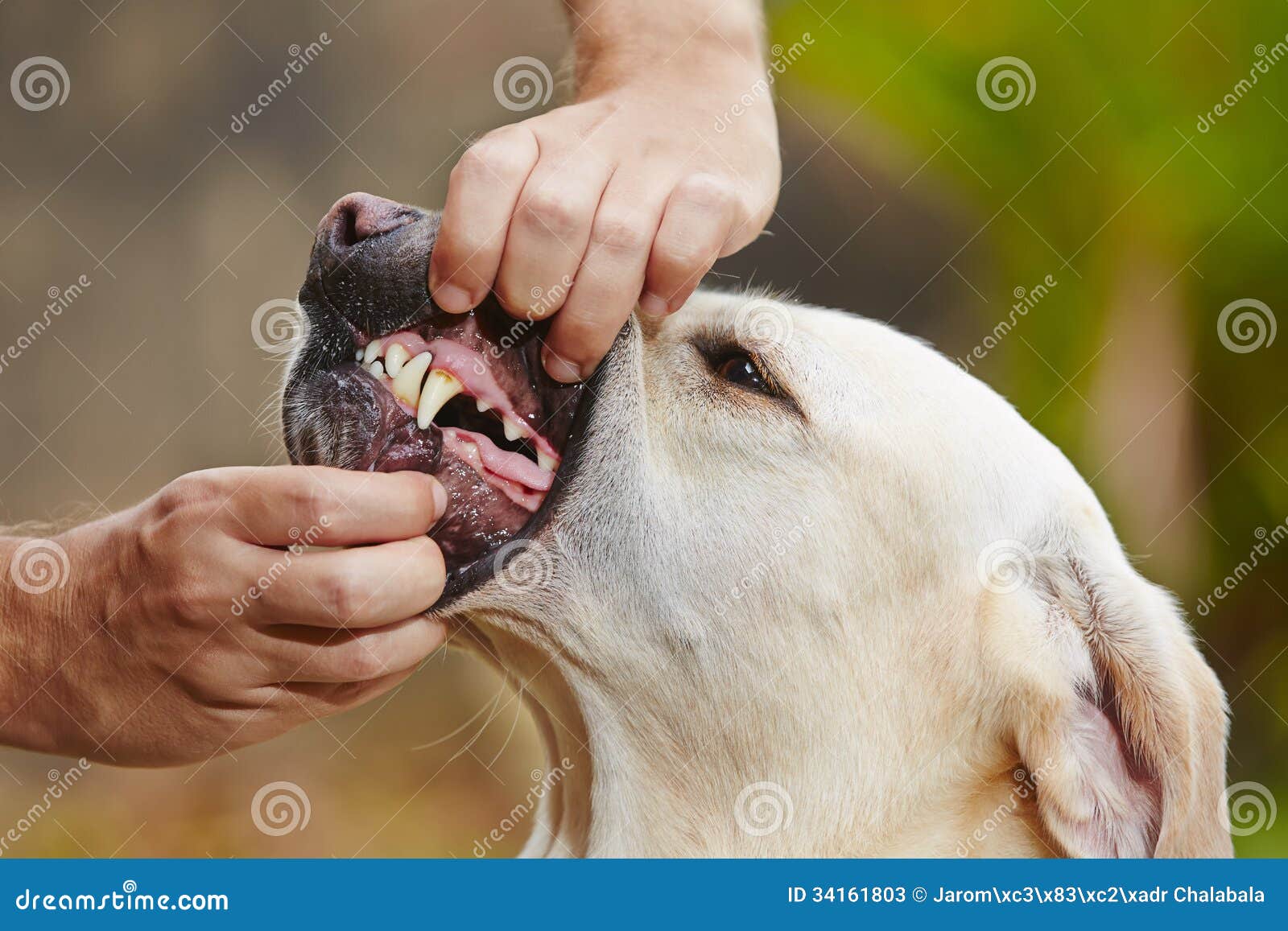 Dental check stock image. Image of dental, clean, animal - 34161803