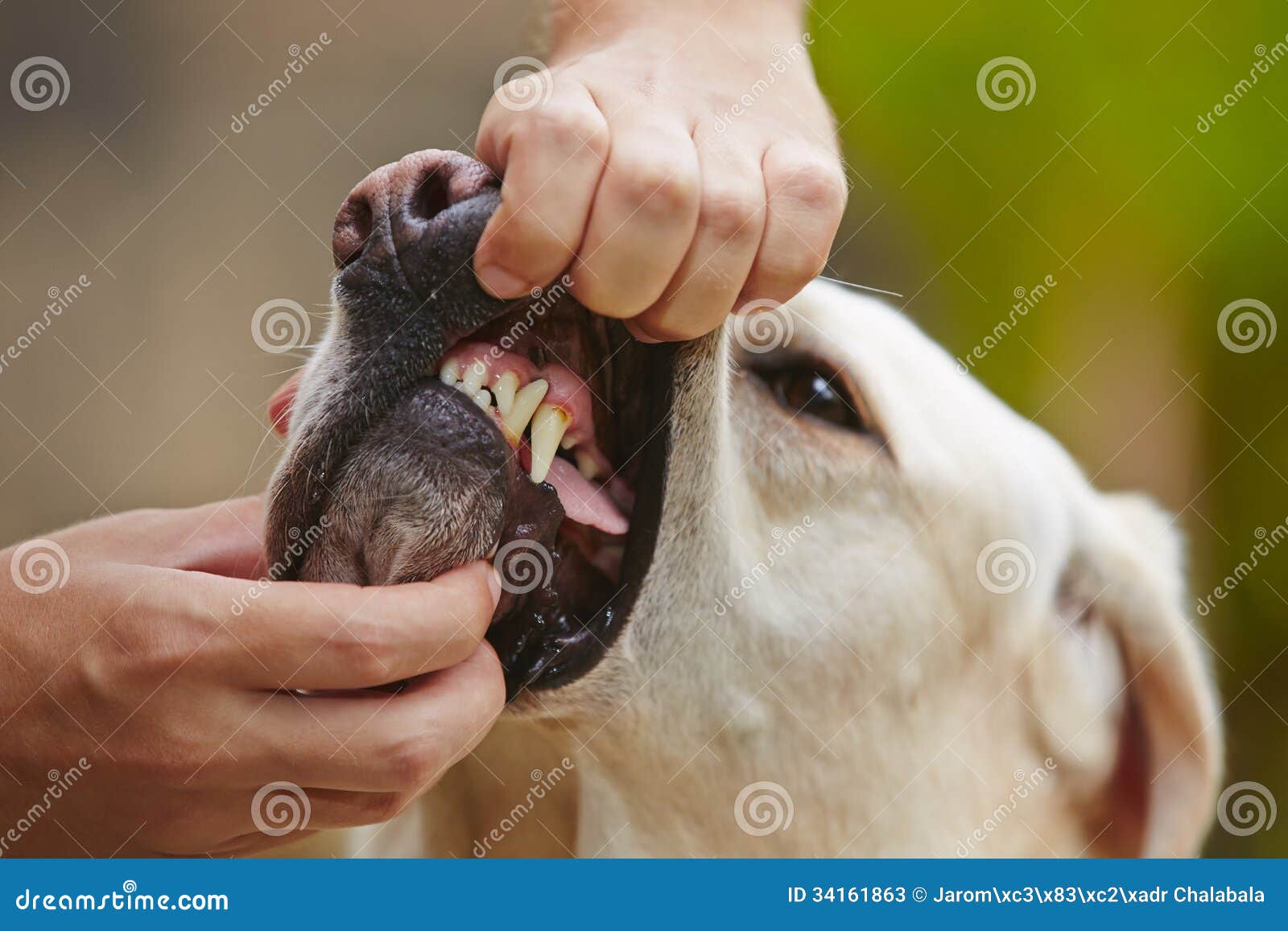 Dental check stock image. Image of pedigree, hygiene - 34161863