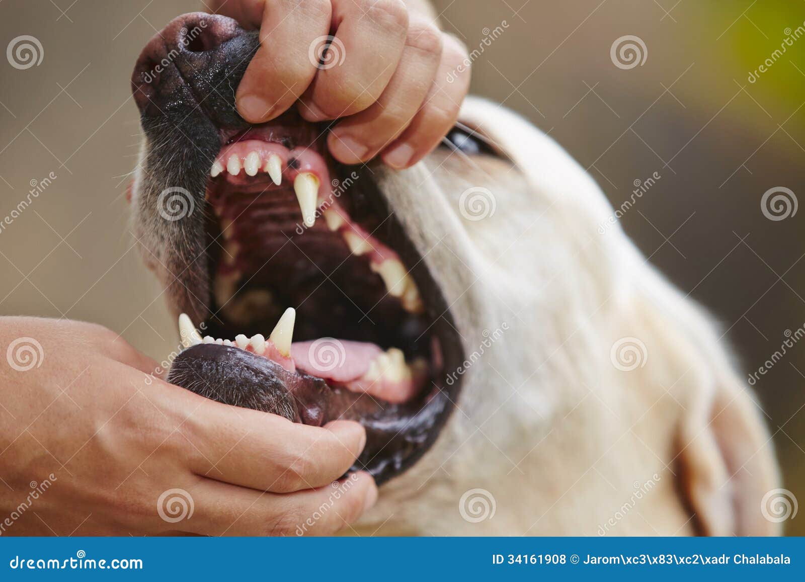 Dental check stock photo. Image of close, health, sharp - 34161908