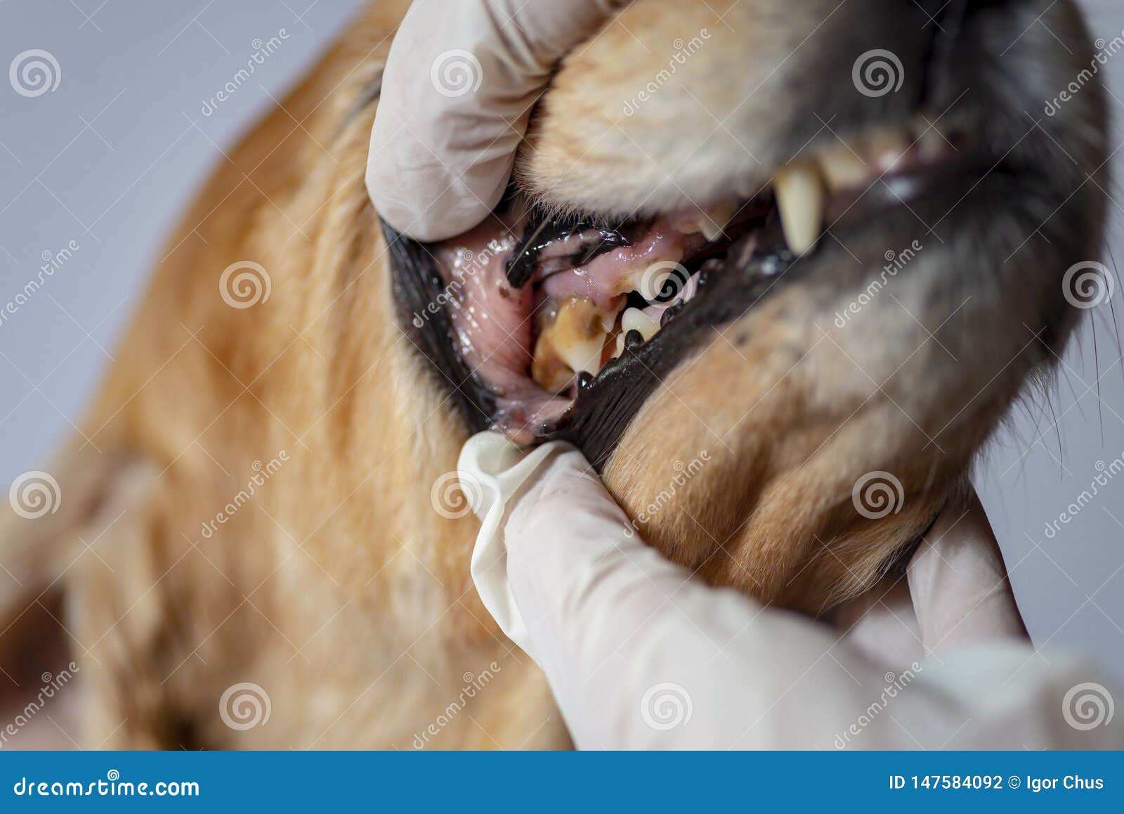 Dental Disease in a Dog, Dental Stone 2019 Stock Photo - Image of dogs ...