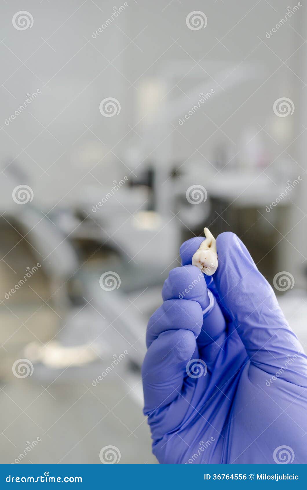 Dental stock photo. Image of procedure, glove, office - 36764556