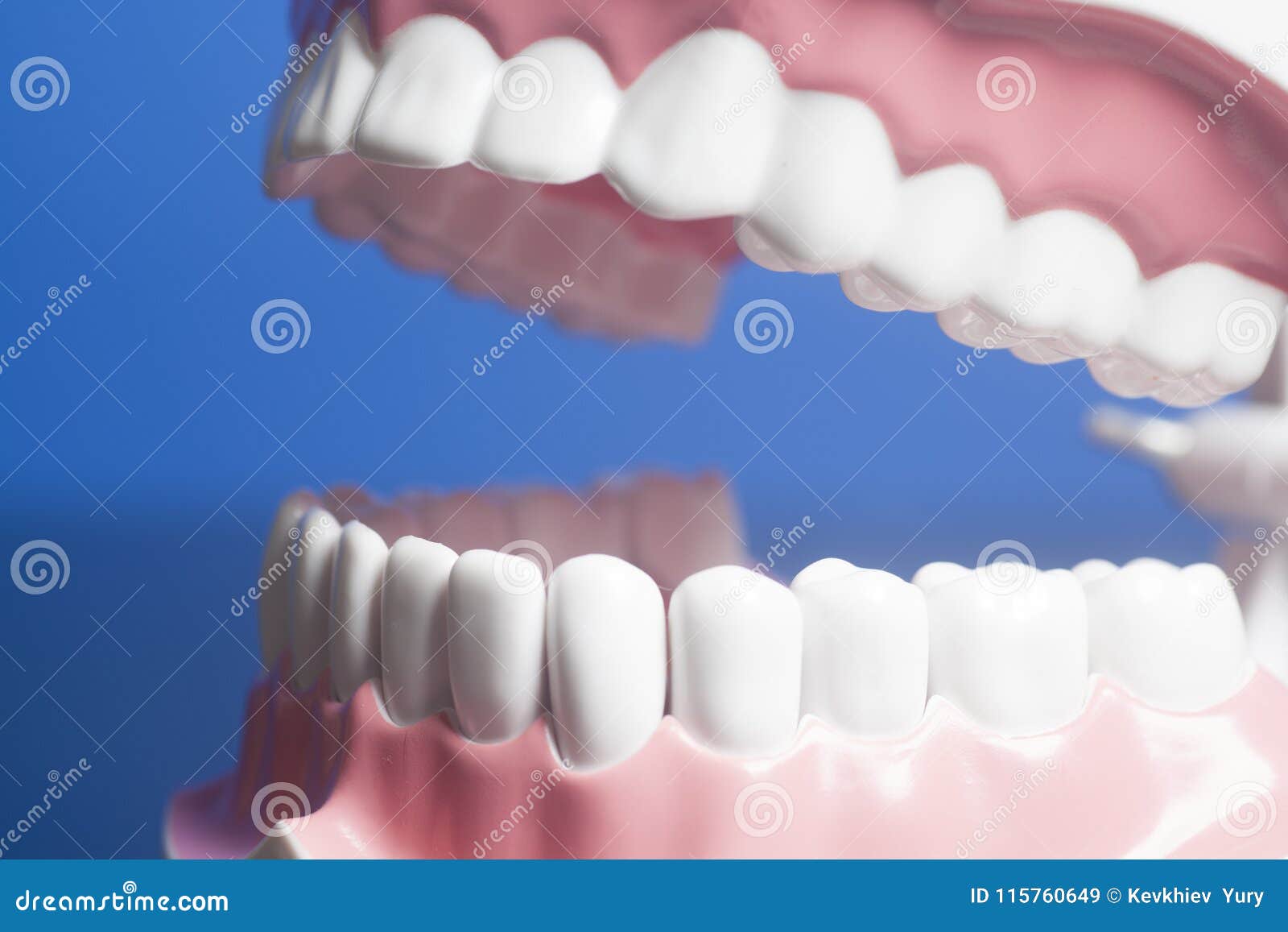 Dental human teeth model stock image. Image of hospital - 115760649