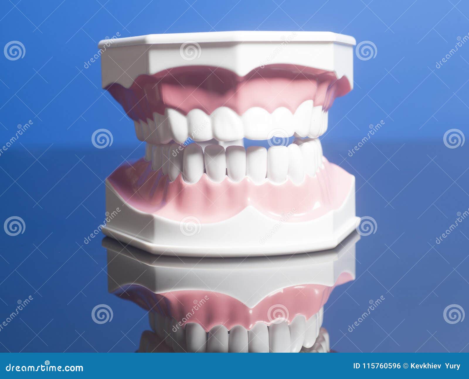 Dental human teeth model stock photo. Image of periodontal - 115760596