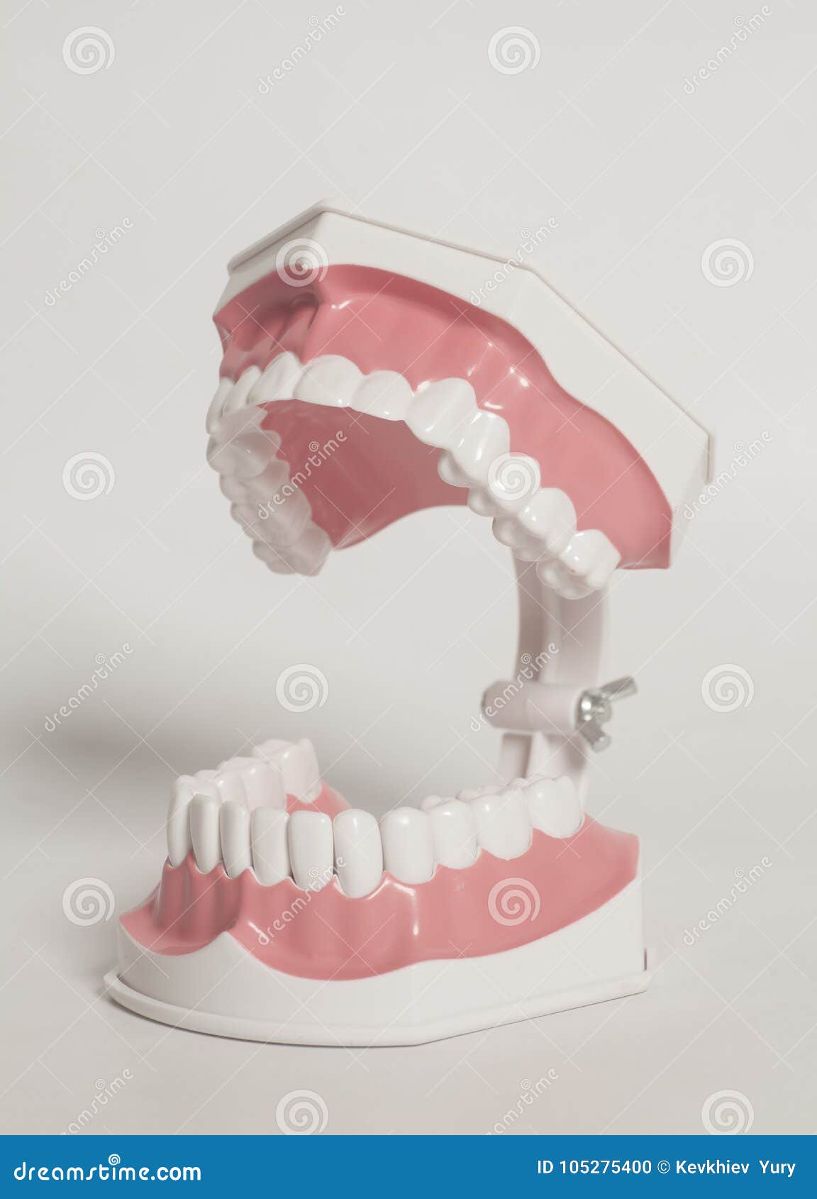 Dental human teeth model stock photo. Image of orthodontal - 105275400