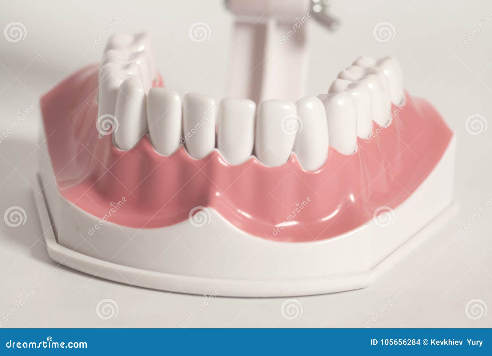 Dental human teeth model stock photo. Image of body - 105656284