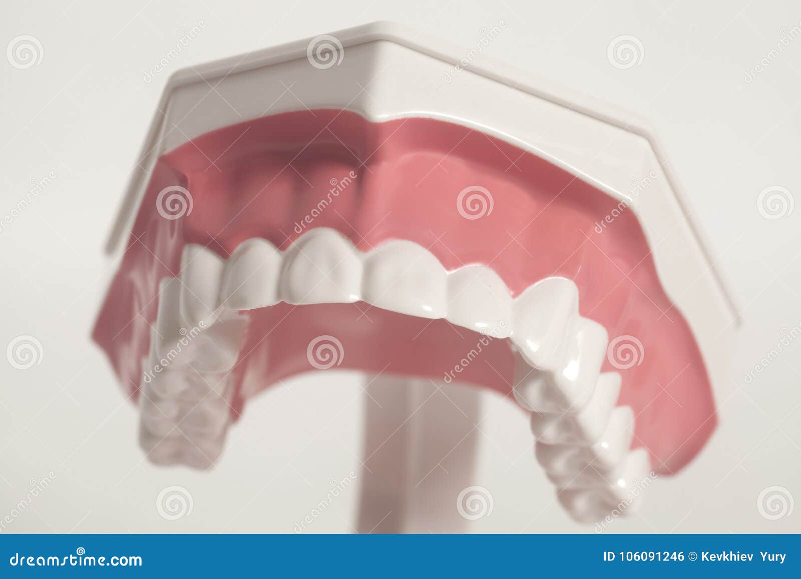 Dental human teeth model stock photo. Image of healthcare - 106091246