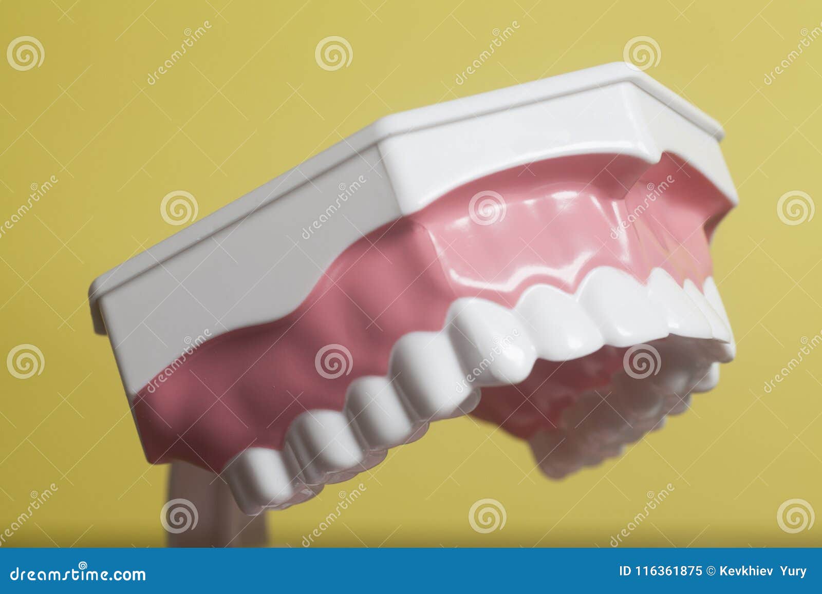 Dental human teeth model stock image. Image of anatomy - 116361875