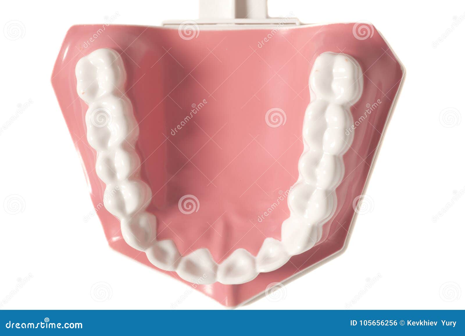 Dental human teeth model stock photo. Image of clean - 105656256
