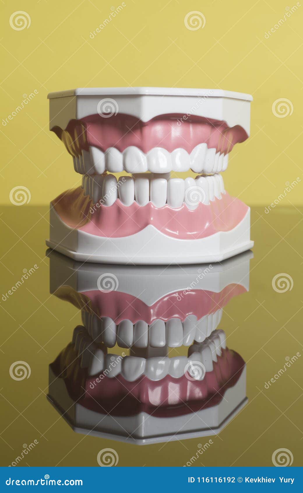Dental human teeth model stock photo. Image of chew - 116116192