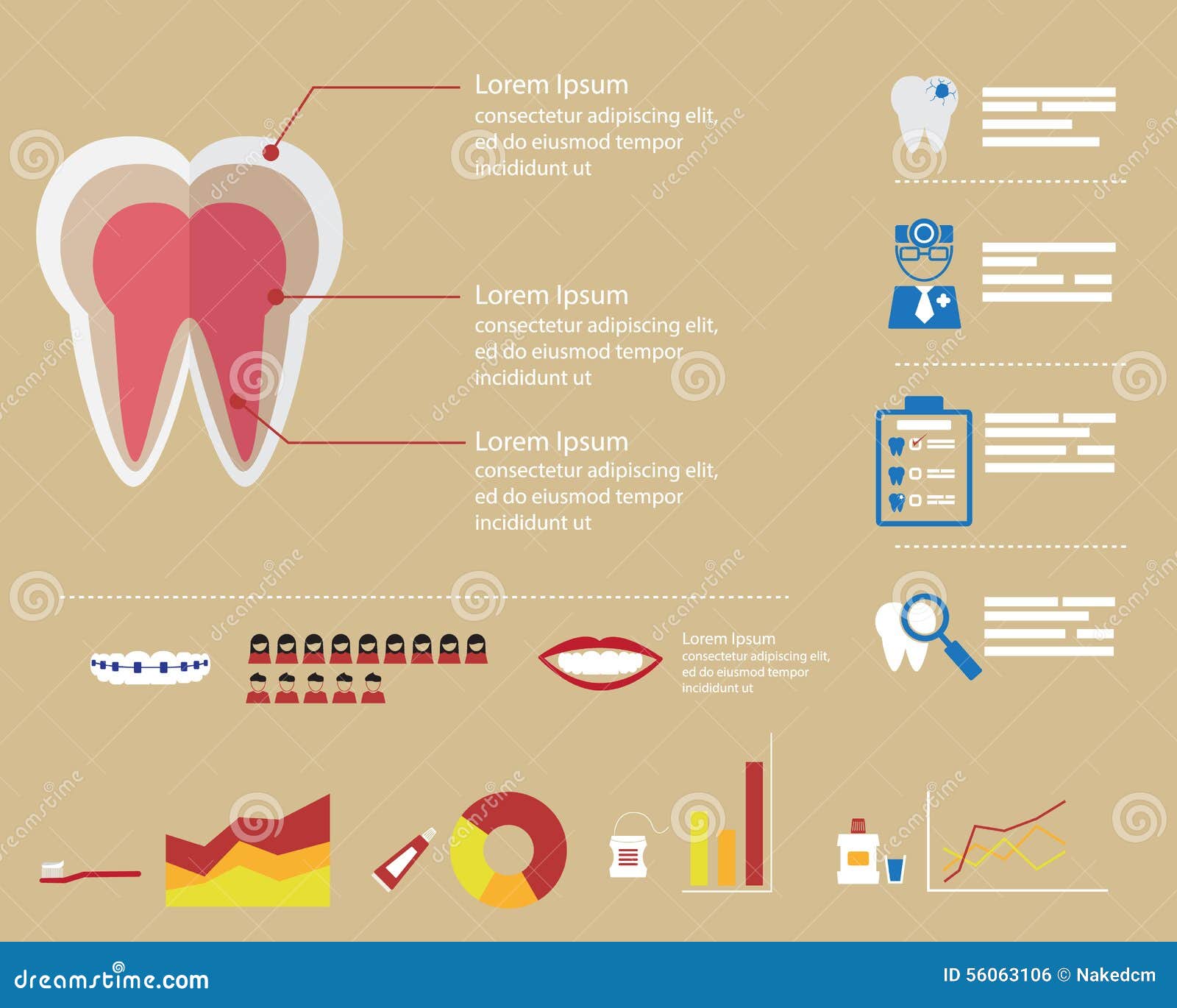Dental Infographic. The Structure Inside And The Tooth Diagram And ...