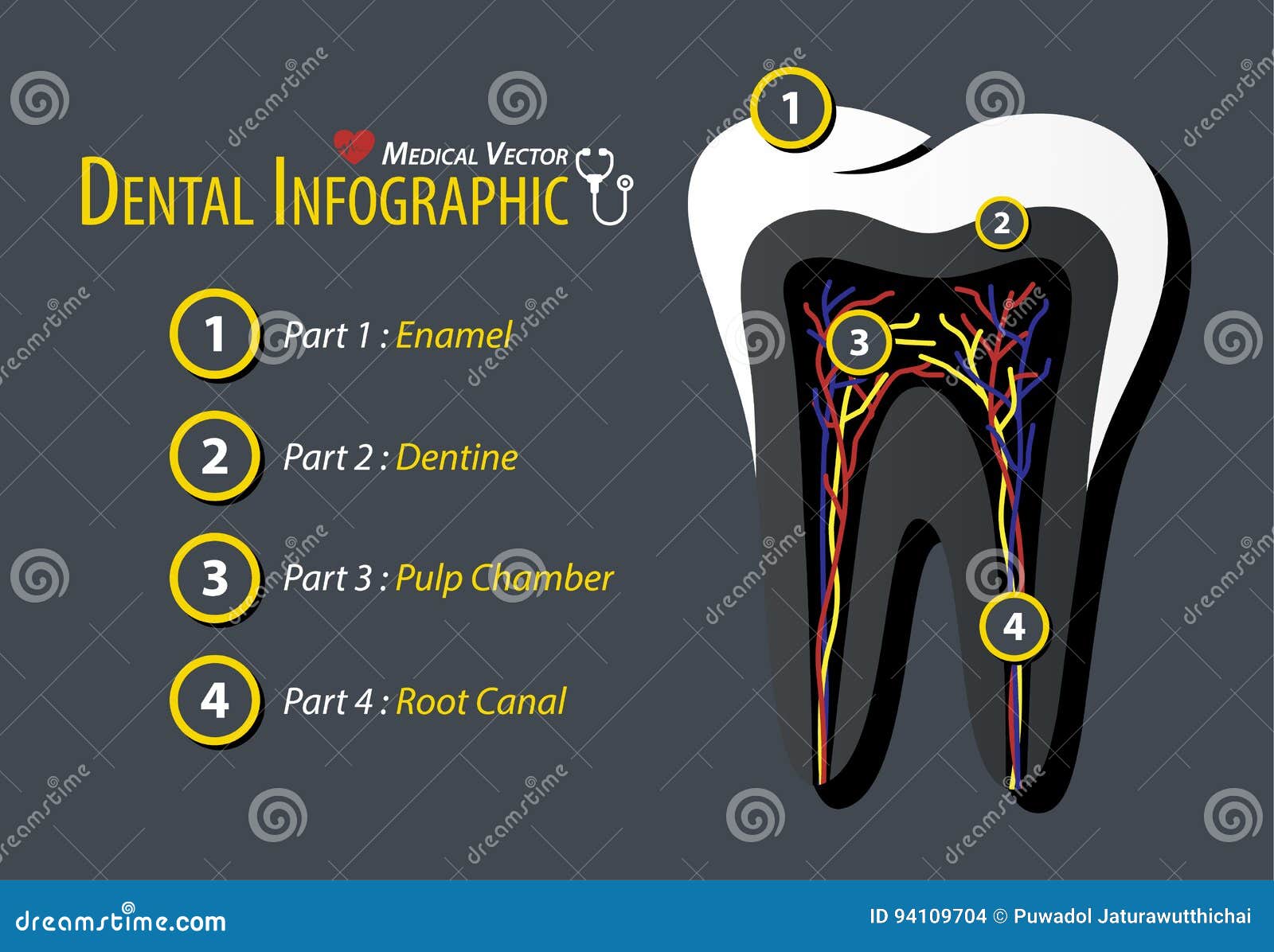 Dental Infographic. The Structure Inside And The Tooth Diagram And ...