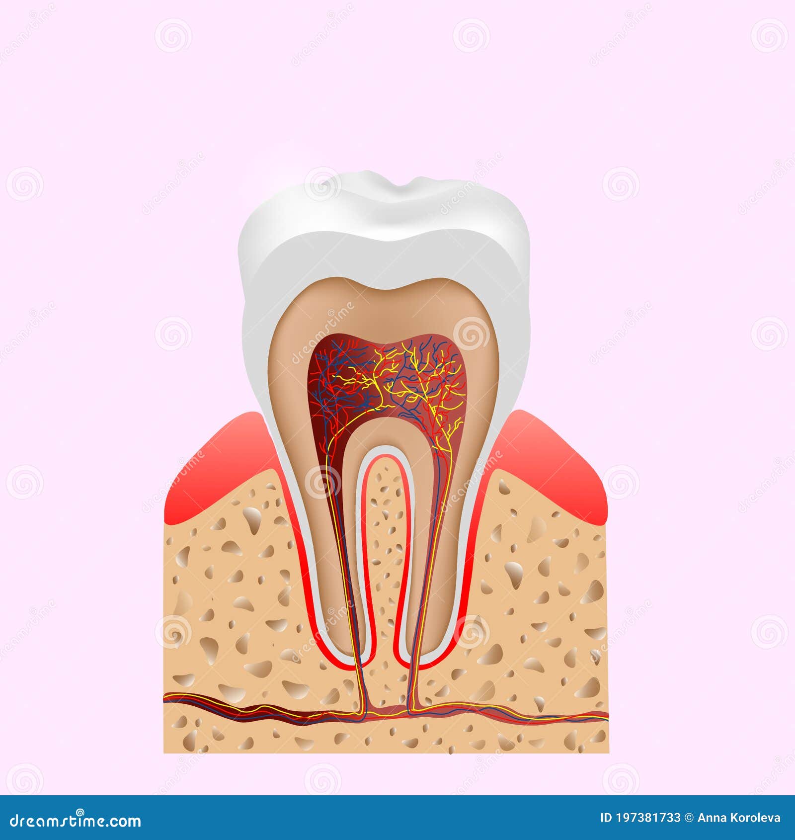 Dental Infographic. The Structure Inside And The Tooth Diagram And ...
