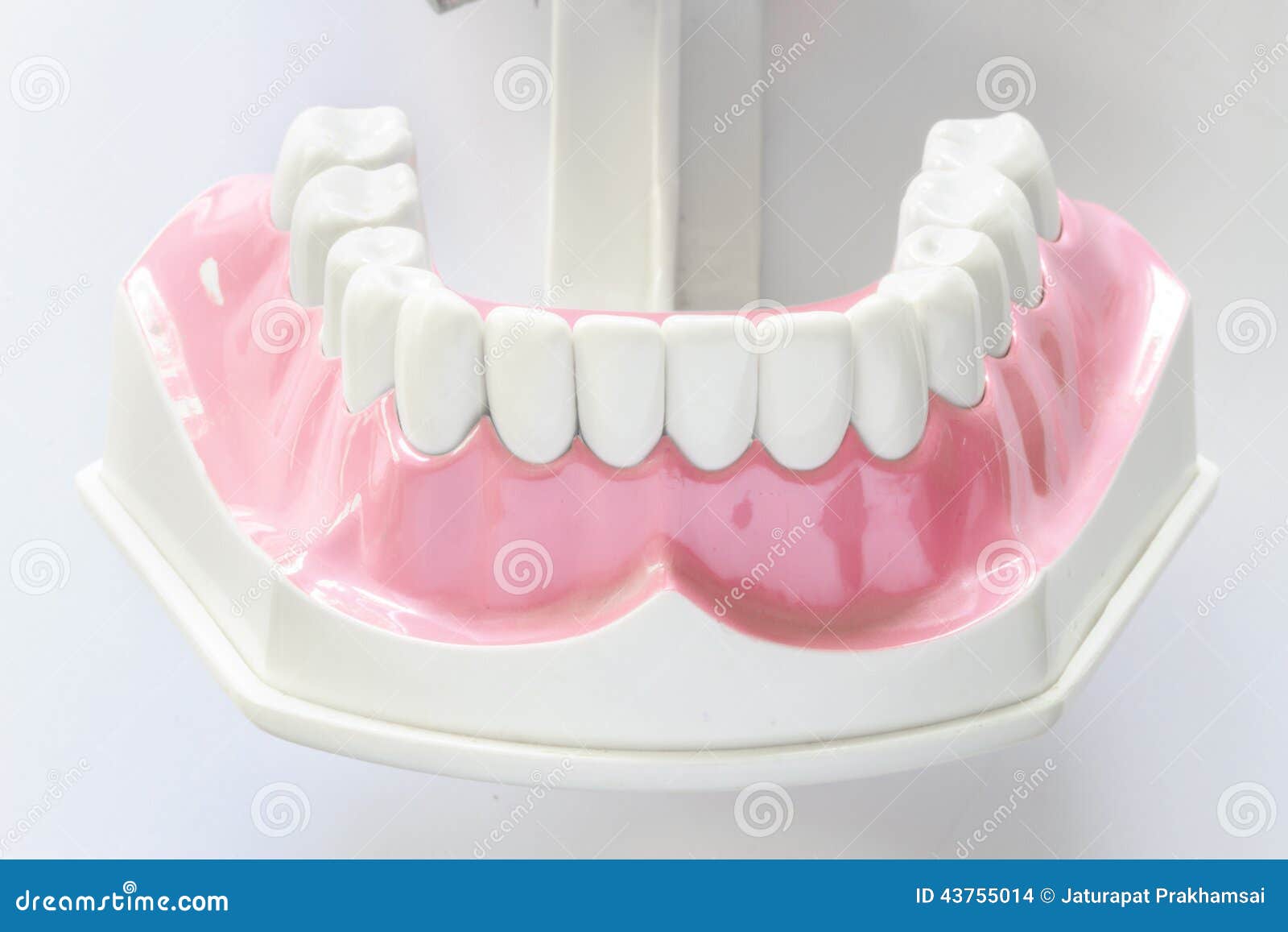 Dental jaw model stock photo. Image of crown, dental - 43755014