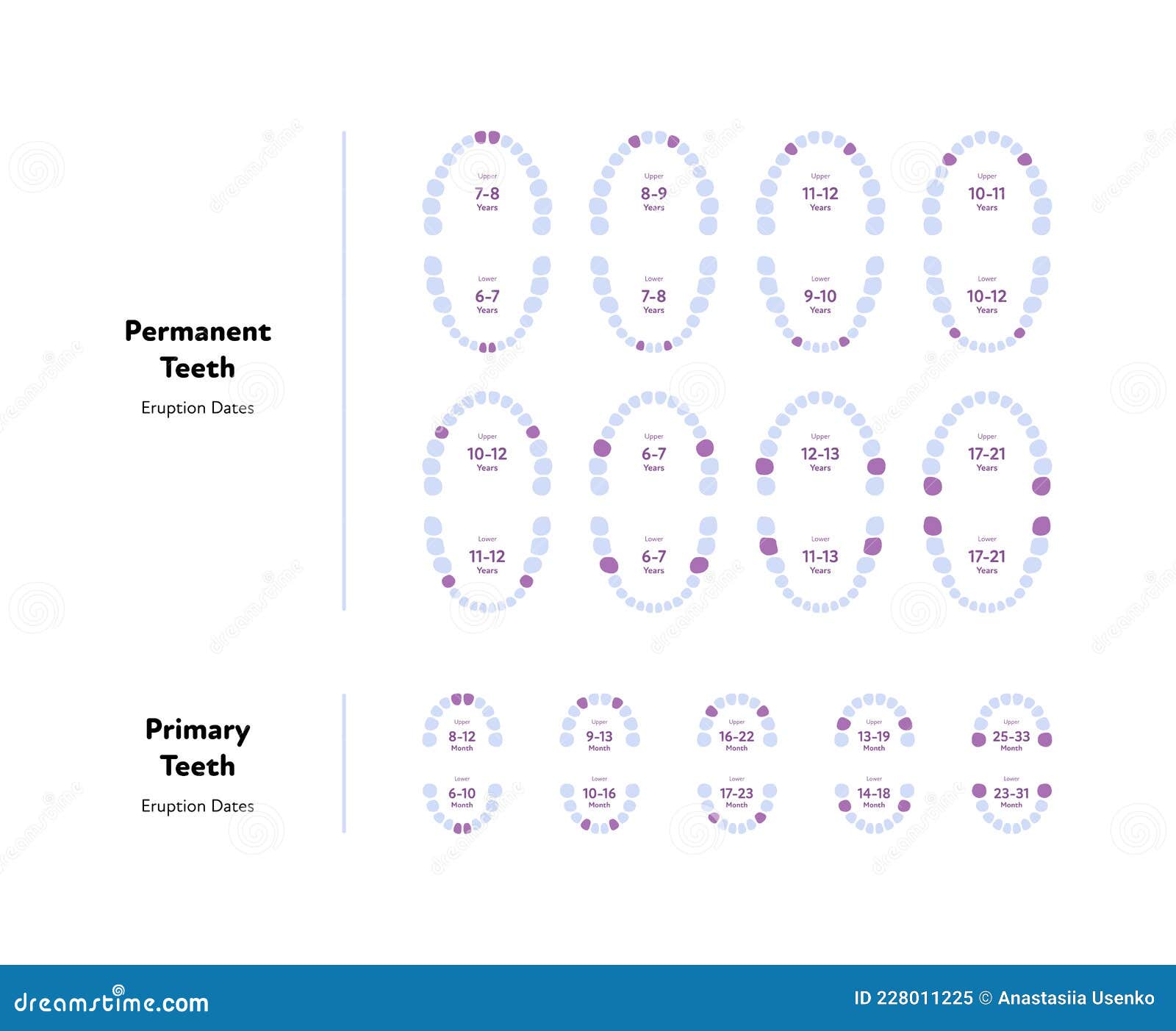 Primary Teeth Dentition Anatomy. Child Upper And Lower Jaw. Child Tooth ... Primary Teeth Dentition Anatomy. Child Upper And Lower Jaw. Child Tooth ...