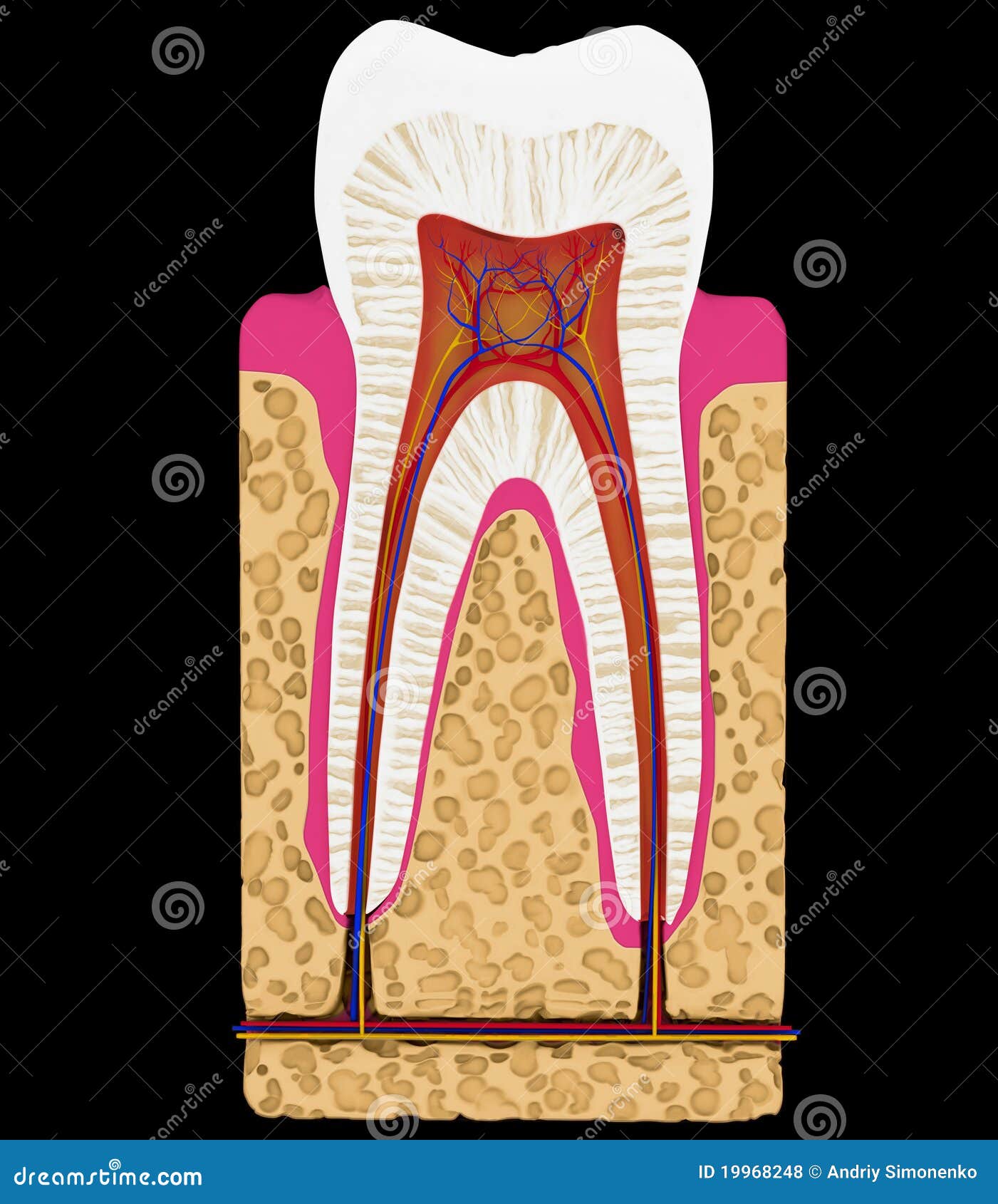 Dental Medicine: Tooth Cut or Section Isolated Stock Illustration ...
