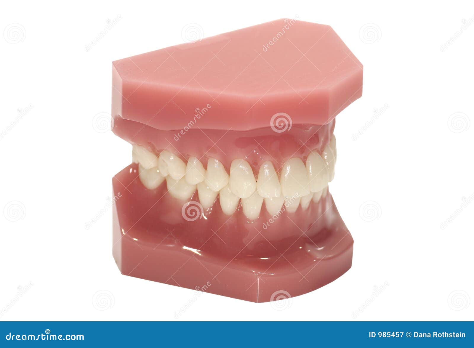 Dental Model Anatomy Of The Tooth Cross-section Dentist Concept For ...