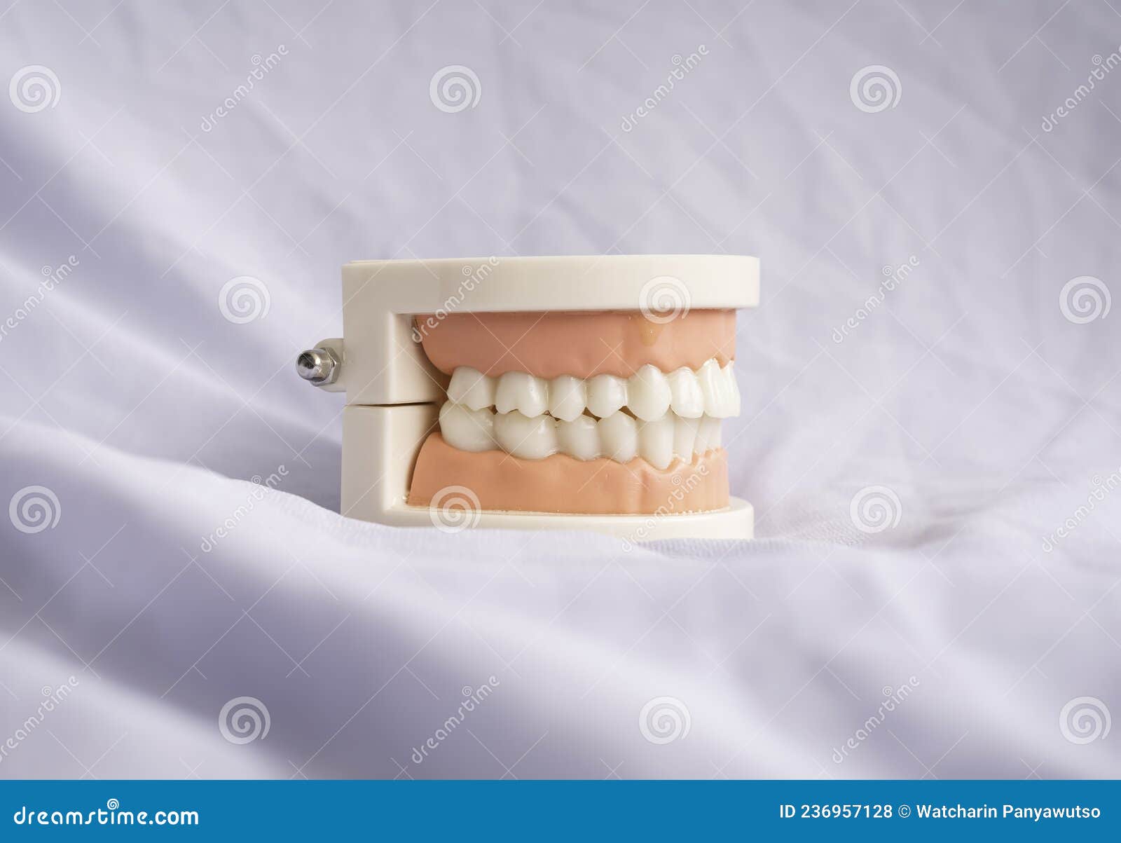 Dental Model,beautiful Teeth,made from Plastic Stock Photo - Image of ...