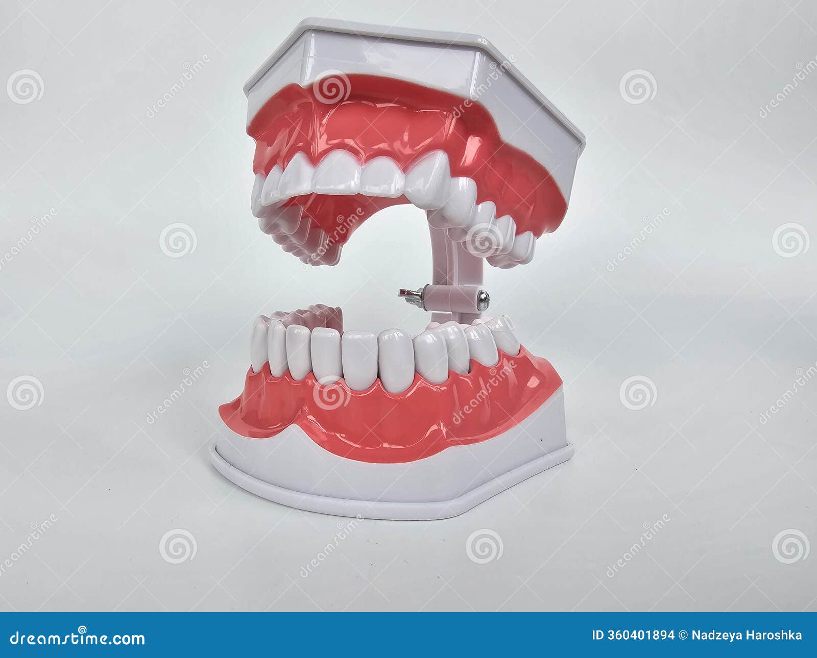 Dental Model Showcasing Human Teeth Structure and Articulation ...