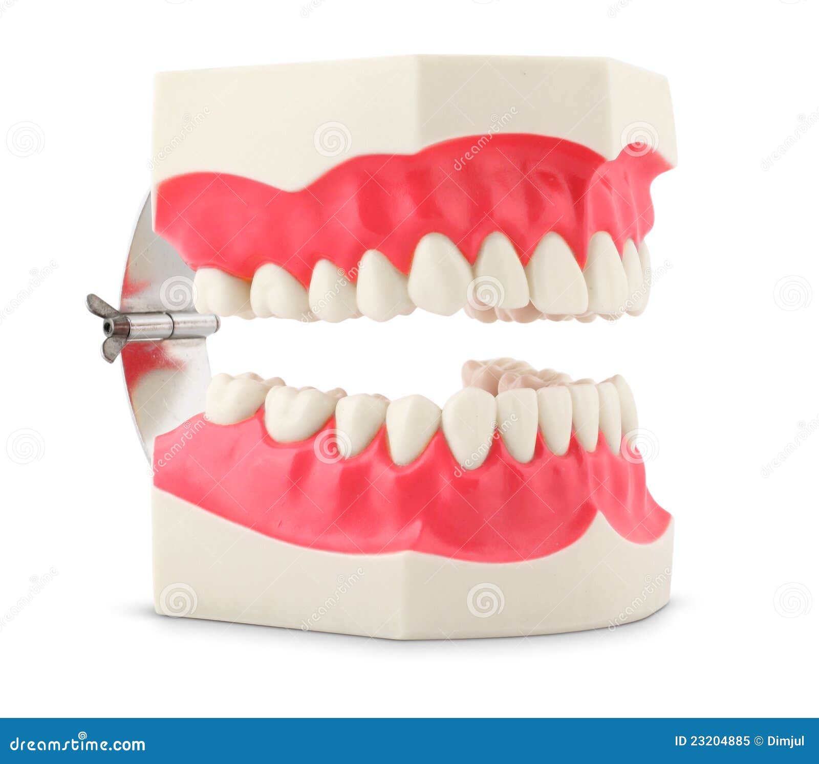 Dental model of teeth stock image. Image of mouth, dental - 23204885