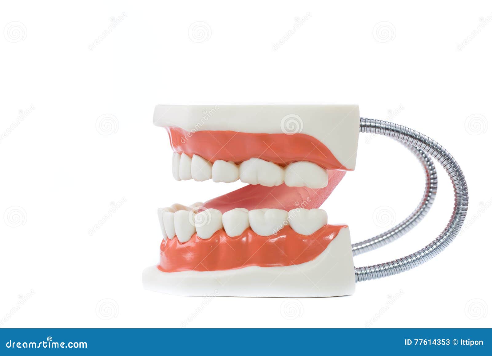 Dental model,teeth model stock image. Image of object - 77614353
