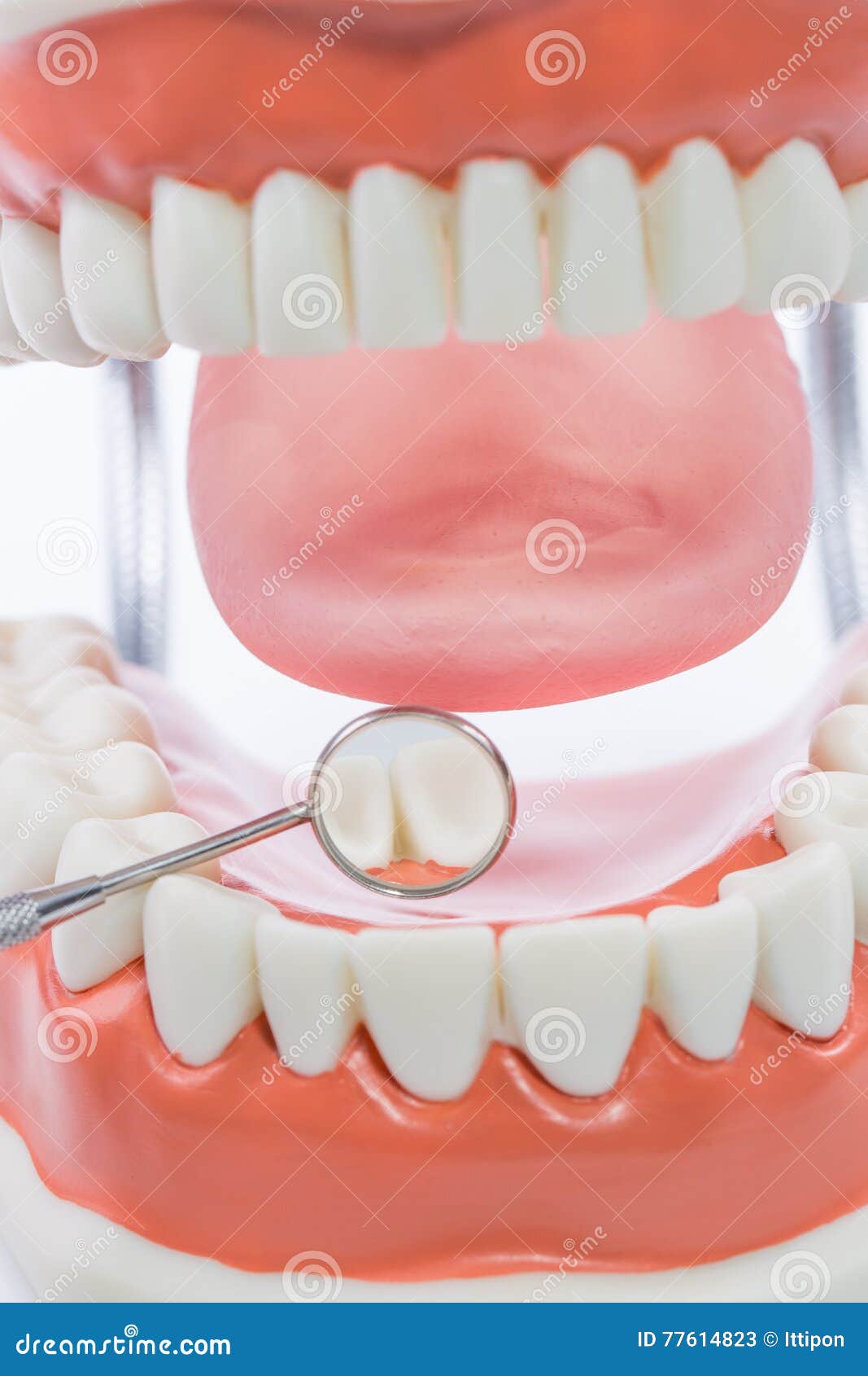 Dental model,teeth model stock image. Image of clean - 77614823