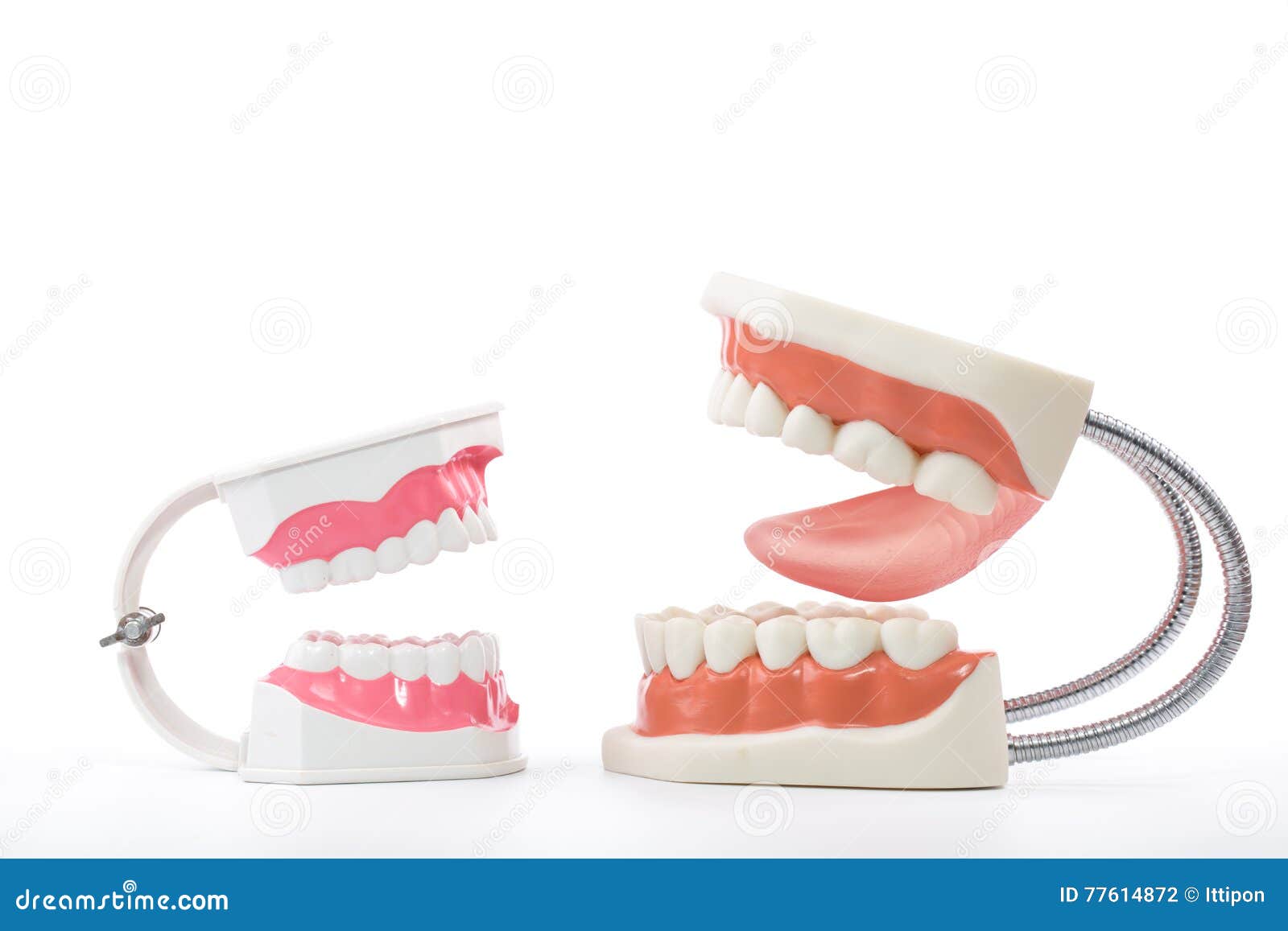 Dental model,teeth model stock photo. Image of orthodontic - 77614872