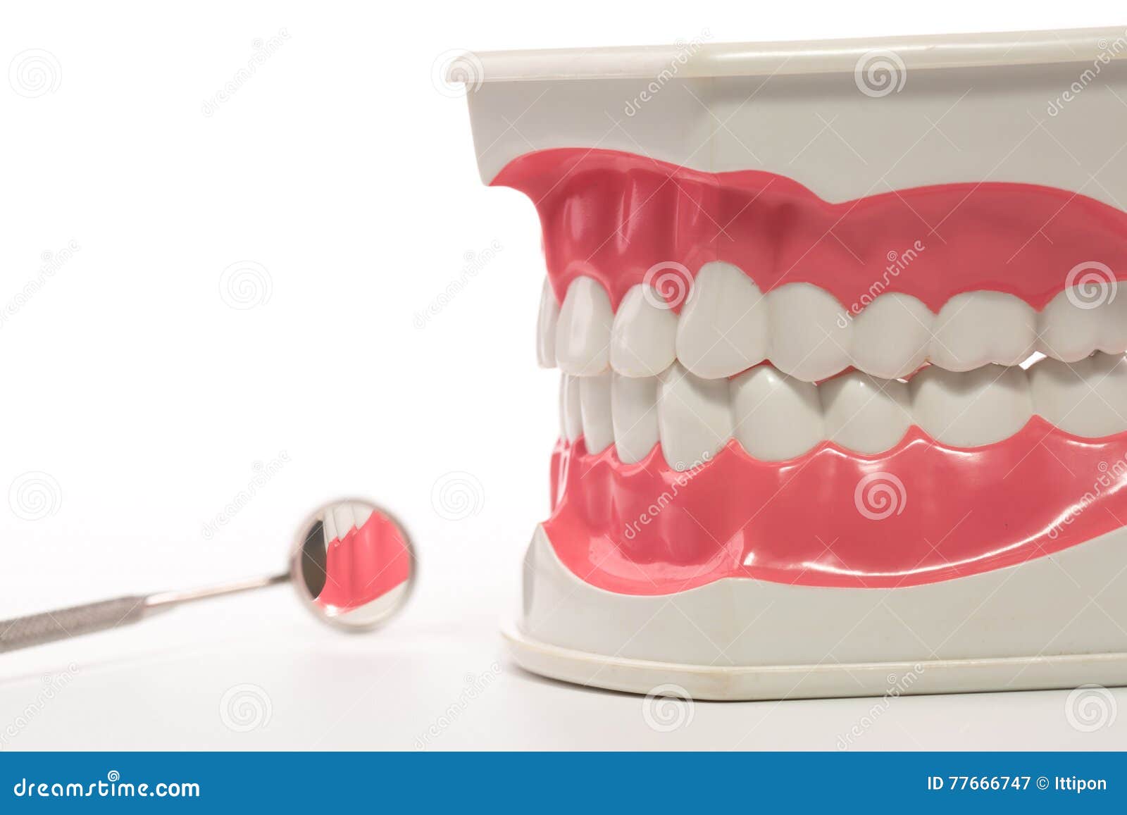 Dental model,teeth model stock image. Image of ortho - 77666747