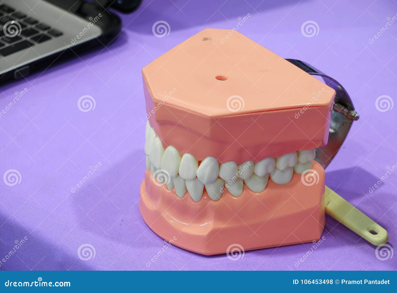Dental Model of Teeth on a Table Stock Photo - Image of model, anatomy ...