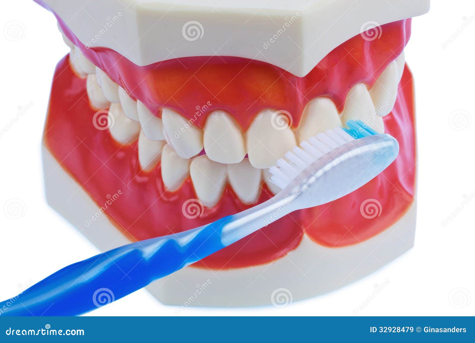 Dental Model with a Toothbrush when Brushing Teeth Stock Image - Image ...