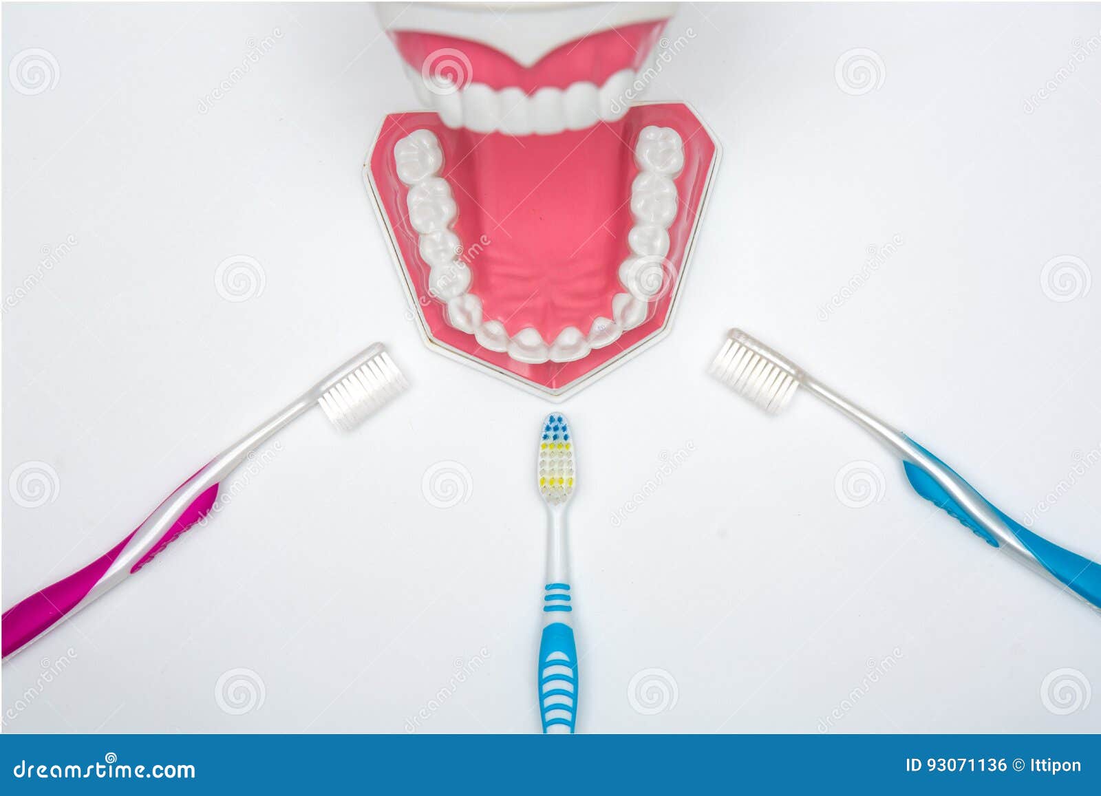 Dental Model and Toothbrush Stock Photo - Image of model, medical: 93071136