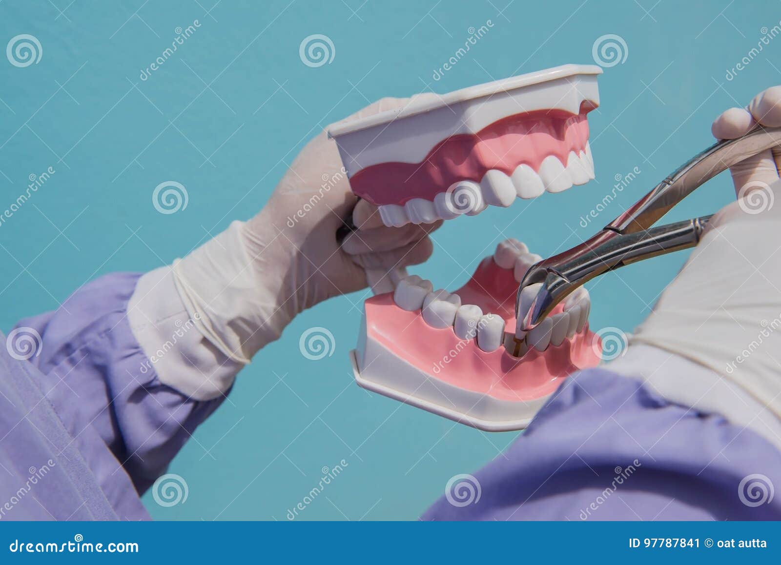 The Dental Model is Used To Demonstration of Tooth Extraction by ...