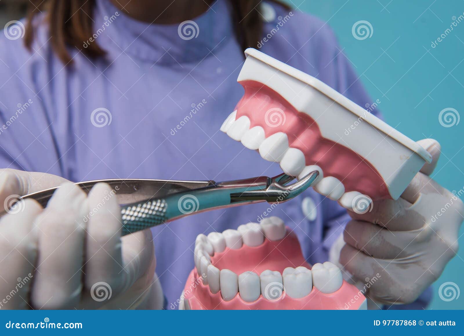 The Dental Model is Used To Demonstration of Tooth Extraction by ...