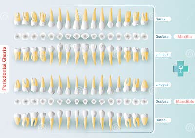 Dental and Periodontal Charting Stock Vector - Illustration of healthy ...