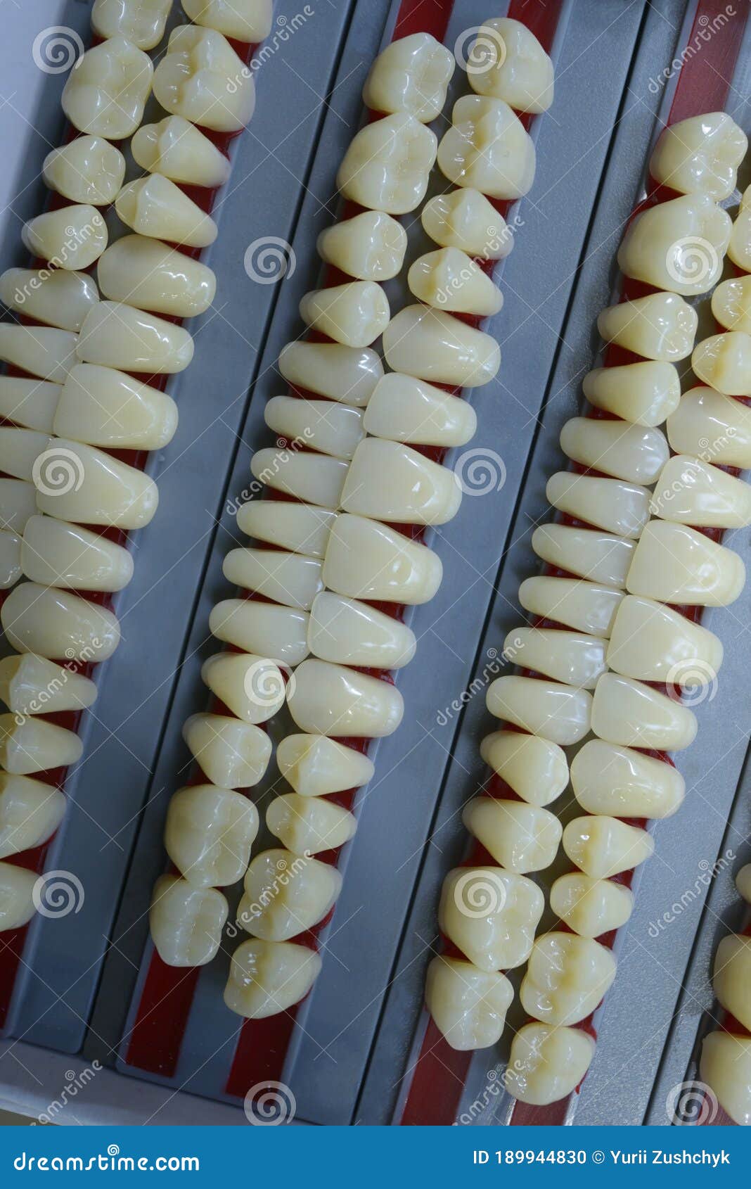 Dental Prosthesis, Human Teeth, Placed on a Counter at the Store Stock ...