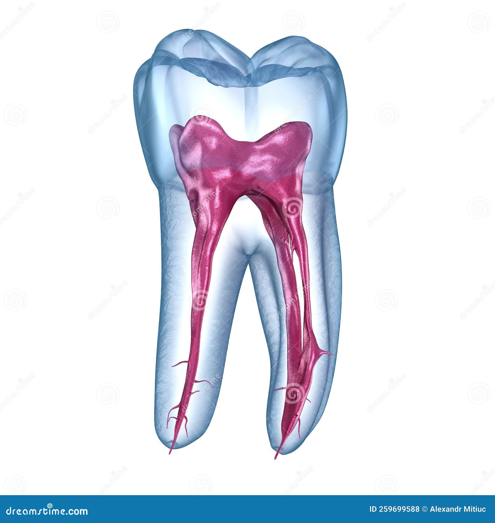 Dental Root Anatomy First Mandibular Molar Tooth Medically Accurate