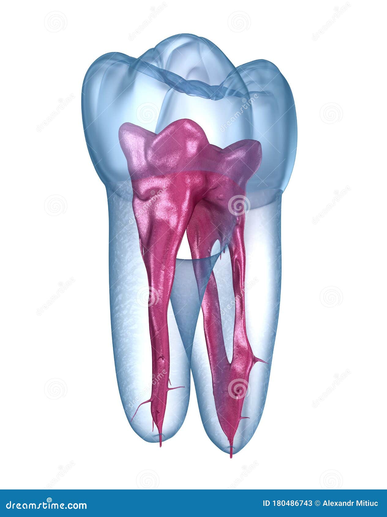 Dental Root Anatomy - First Maxillary Molar Tooth. Medically Accurate ...