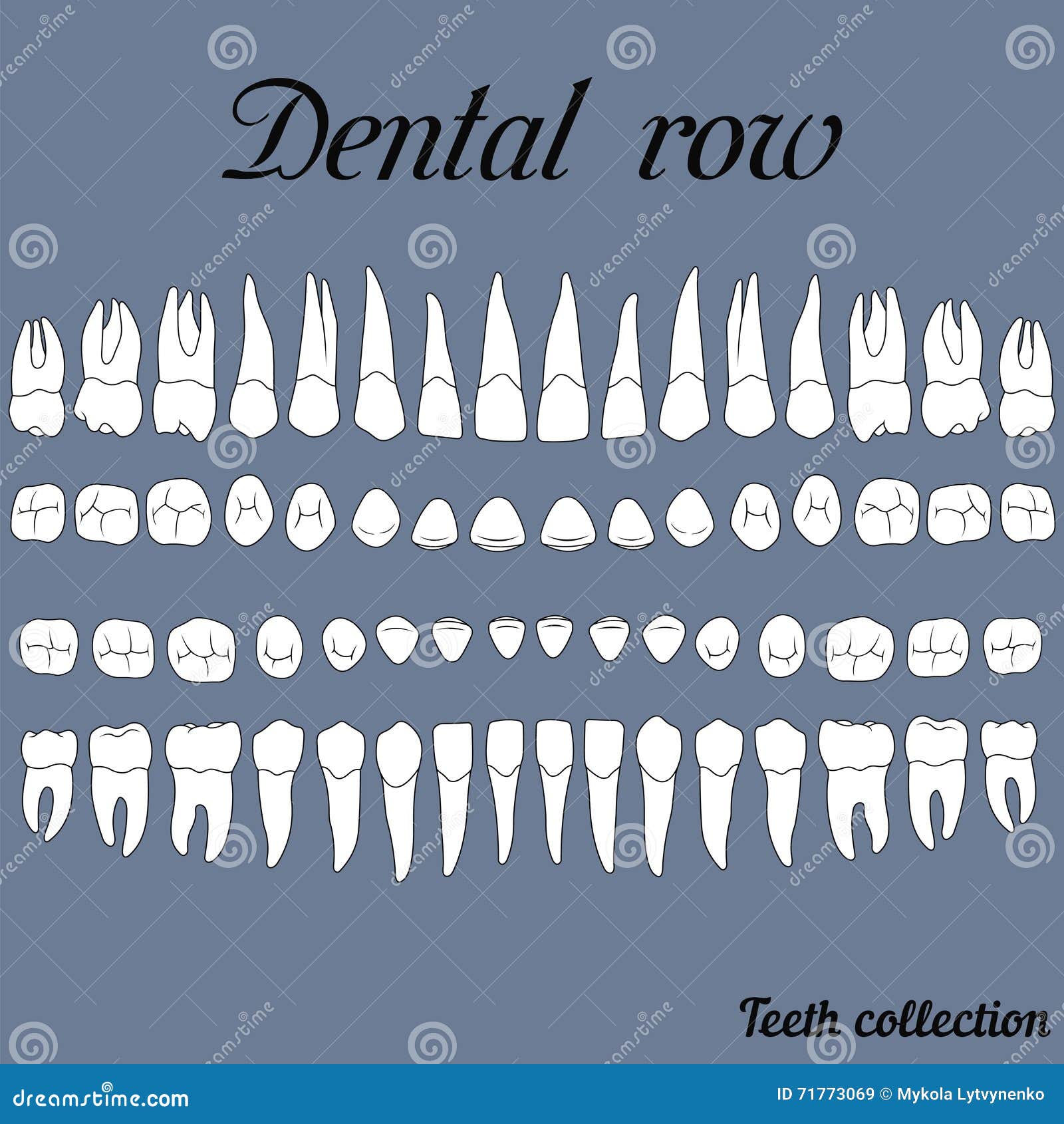 Dental row teeth stock illustration. Illustration of jawbone - 71773069