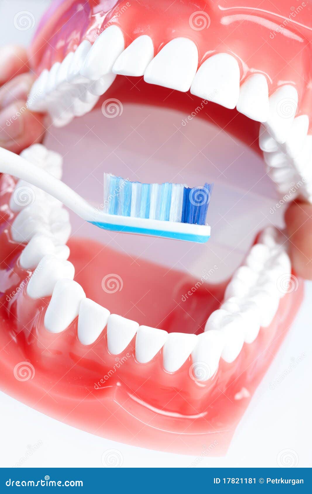 Dental teeth model stock image. Image of care, teeth - 17821181
