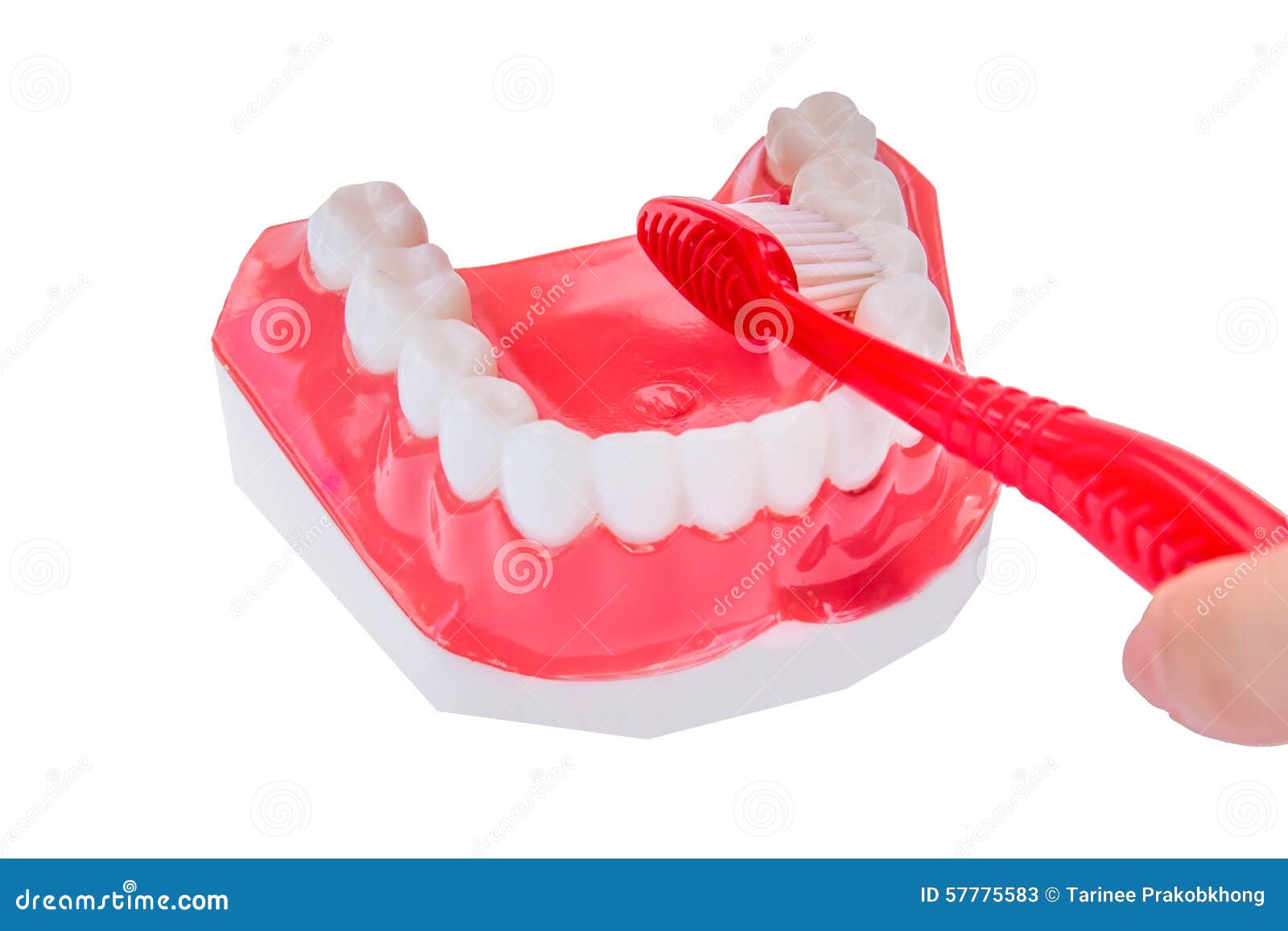 Dental teeth model stock image. Image of healthy, whitening - 57775583