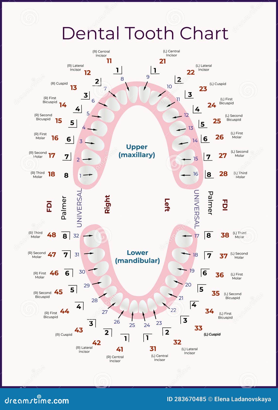 Dental Tooth Chart Dental Tooth Chart Illustration, Human Anatomy ...