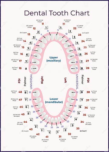 Dental Tooth Chart Dental Tooth Chart Illustration, Human Anatomy ...