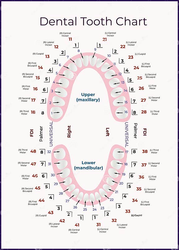 Dental Tooth Chart Dental Tooth Chart Illustration, Human Anatomy ...