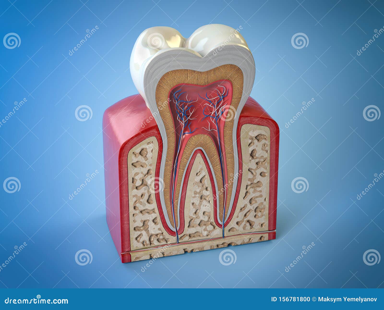687_Tooth Structure. Medical Diagram Of The Structure Of The Inside ...