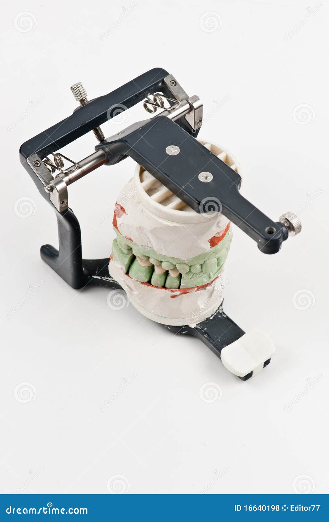 Morphology Of Mandibular Teeth. Wire 3d Model Illustration ...