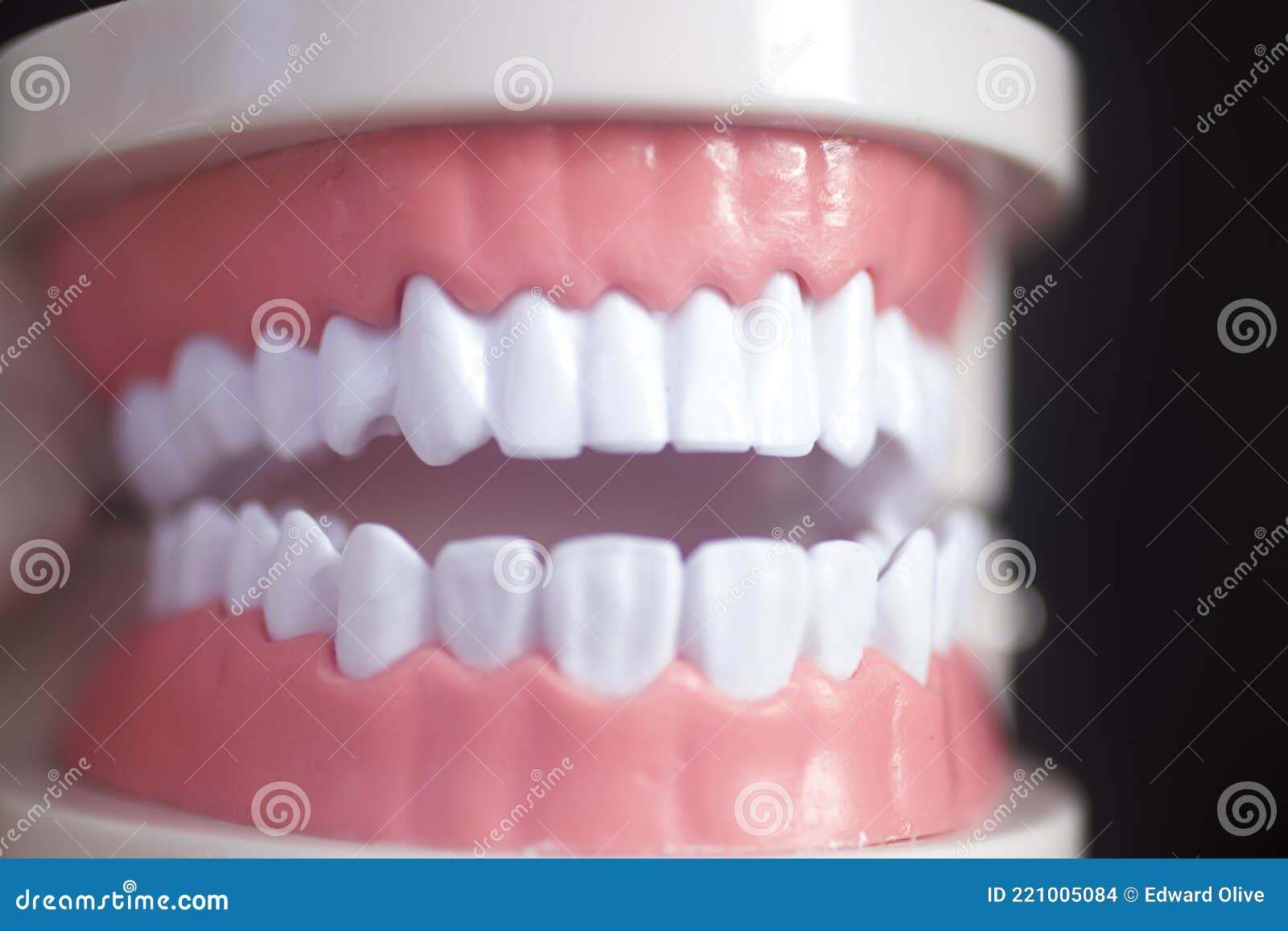 Dental white teeth model stock photo. Image of gums - 221005084