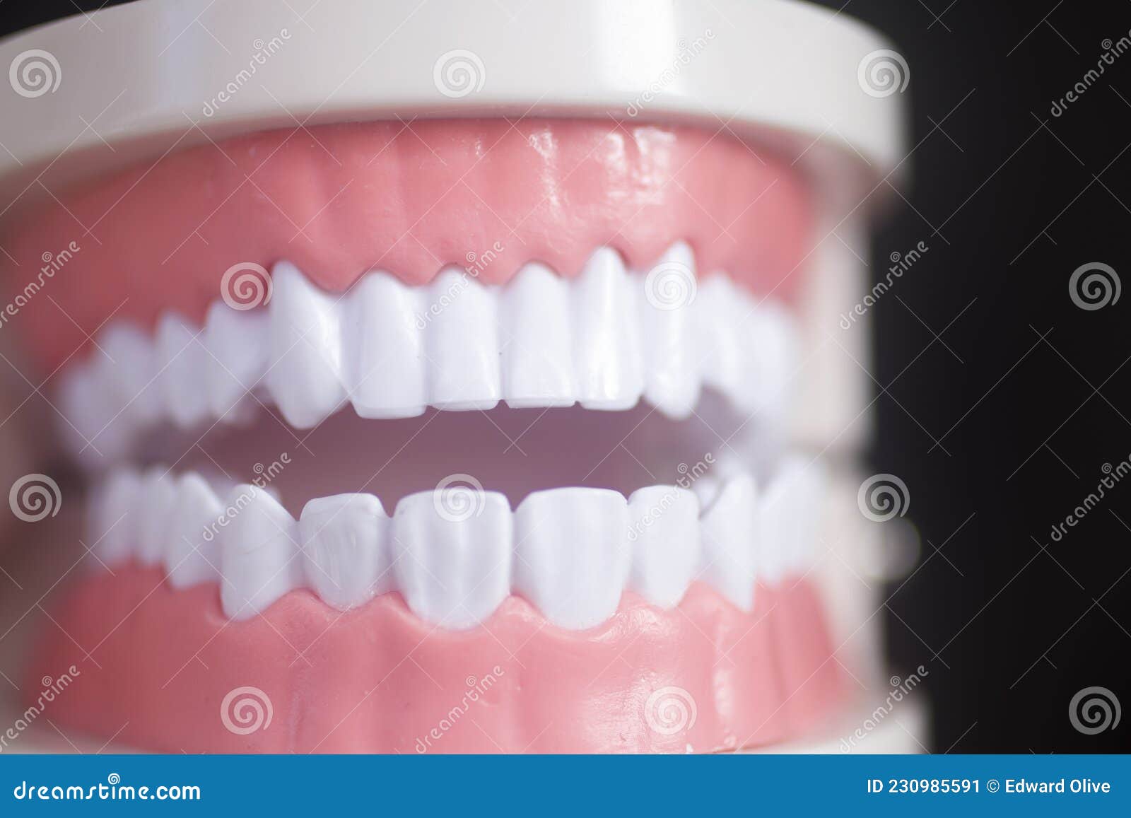 Dental white teeth model stock image. Image of dentist - 230985591