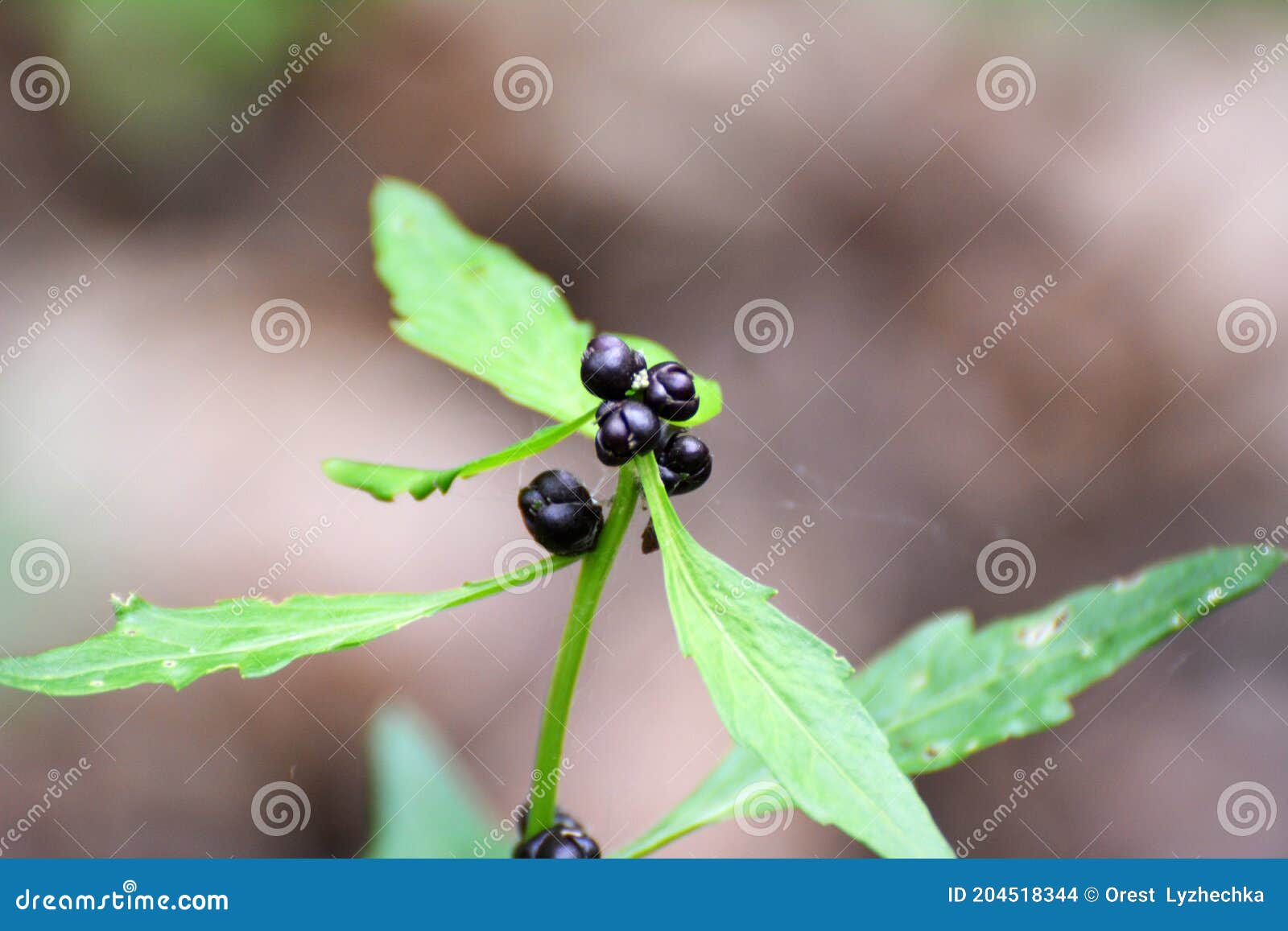 Dentaria Bulbifera Grows in the Forest in Spring Stock Photo - Image of ...