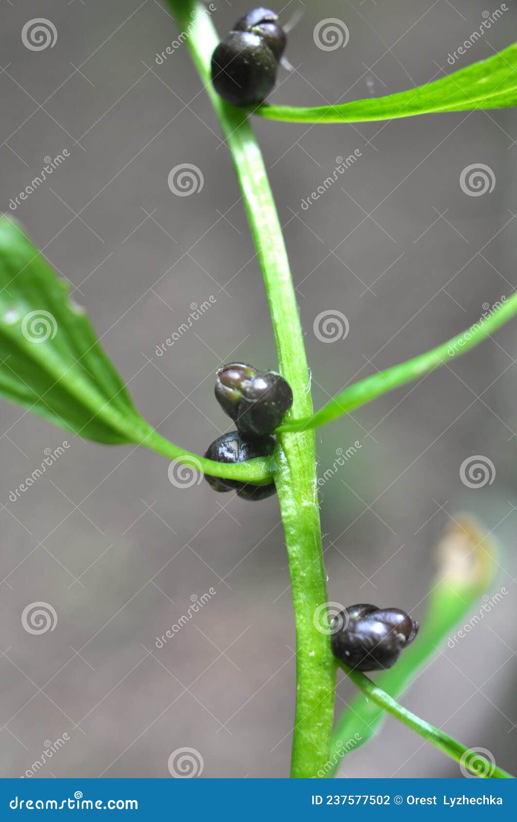 Dentaria Bulbifera Grows in the Forest in Spring Stock Photo - Image of ...